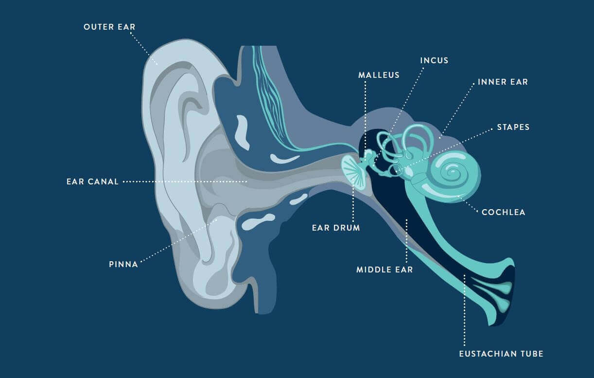 A Sound Wave’s Journey Through Your Ear