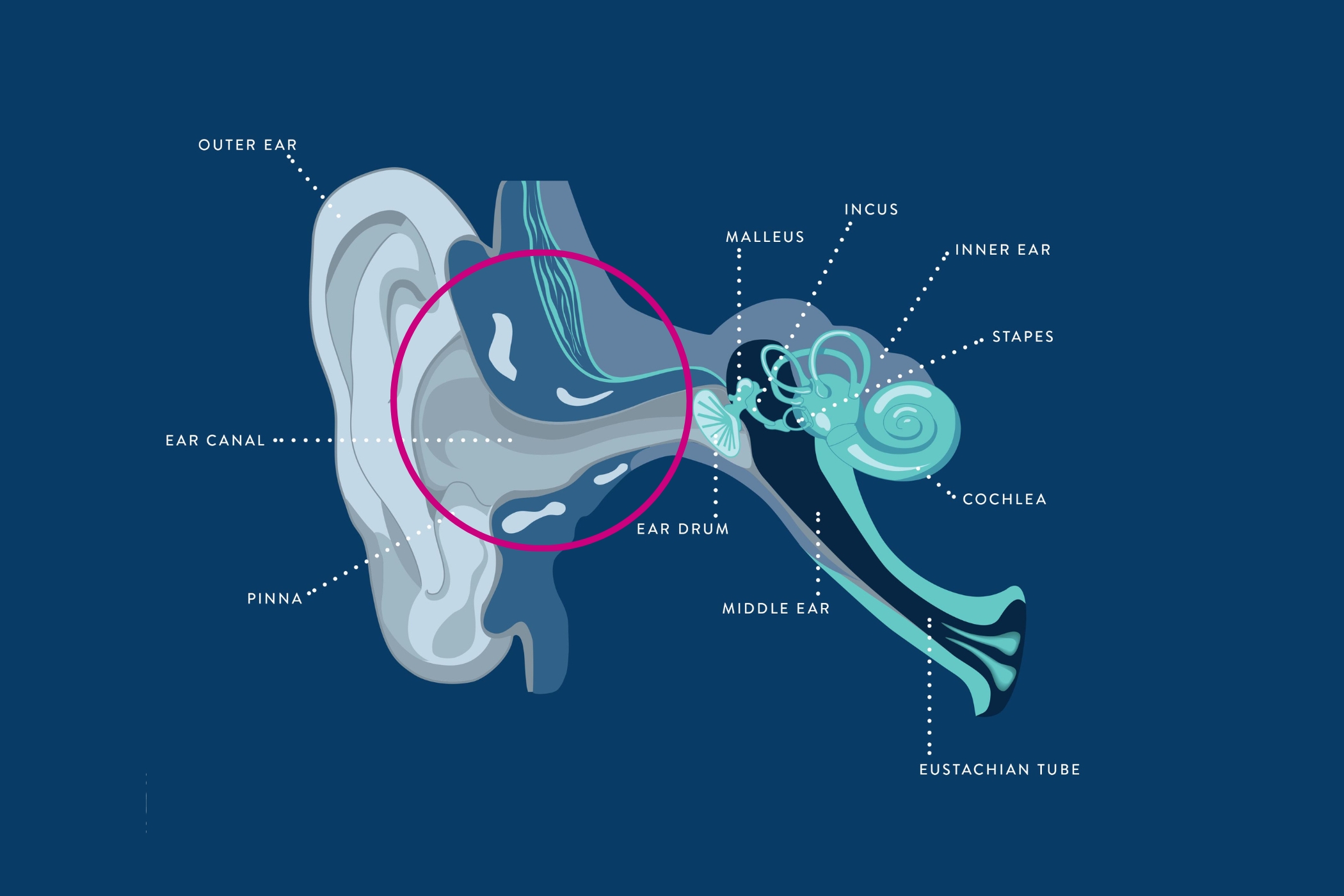 Conductive Hearing Loss | Signs, Causes & Treatment | THCP